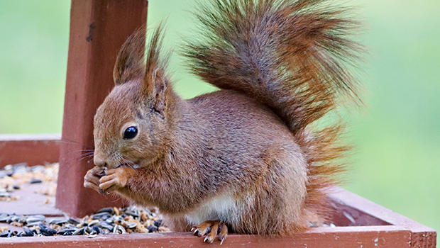A quoi ressemble une queue ? | Espace des sciences