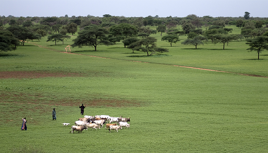 La Grande Muraille verte, un défi pour l’Afrique sahélienne | Espace ...