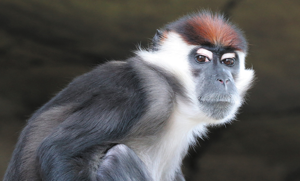 Les grimaces des singes sont-elles intentionnelles ? | Espace des sciences