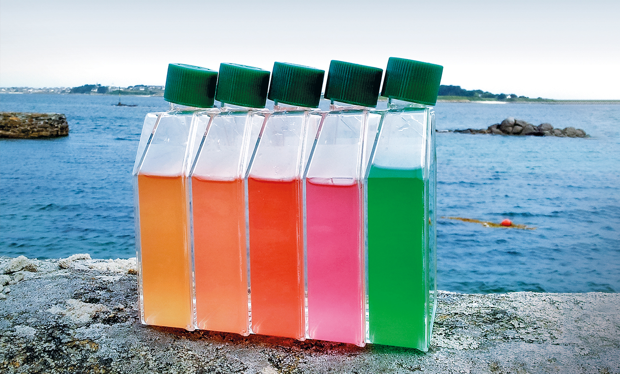 Pourquoi le plancton est-il multicolore ? | Espace des sciences