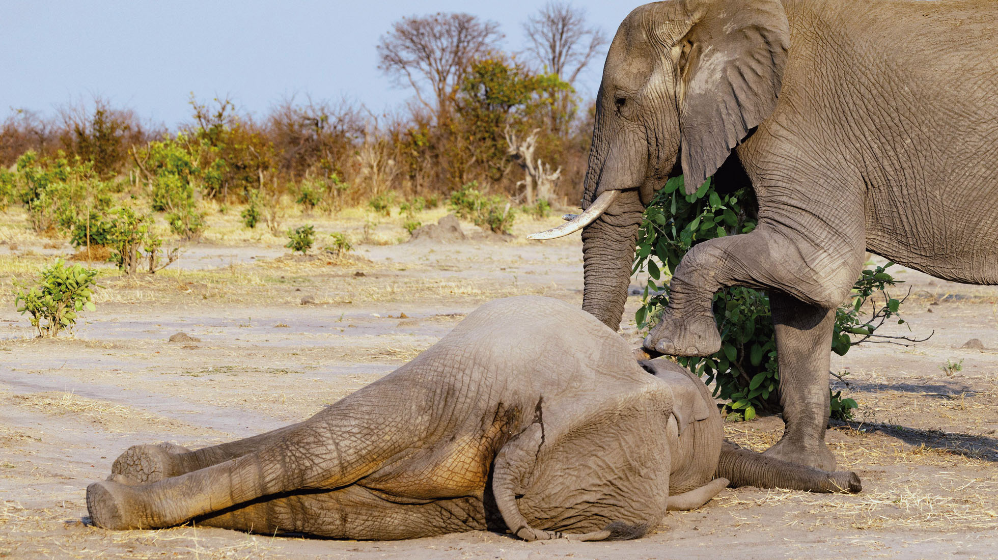 Les animaux face à la mort | Espace des sciences