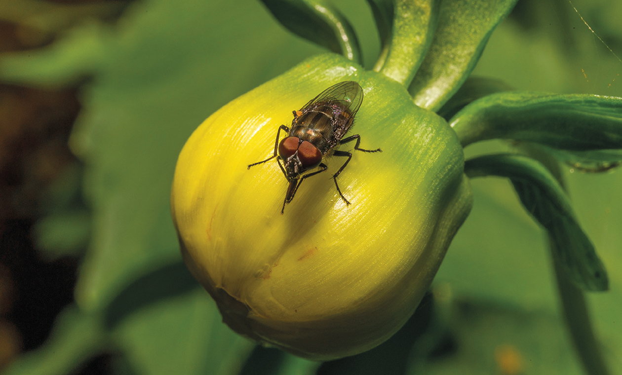 L'après-pesticides | Espace des sciences