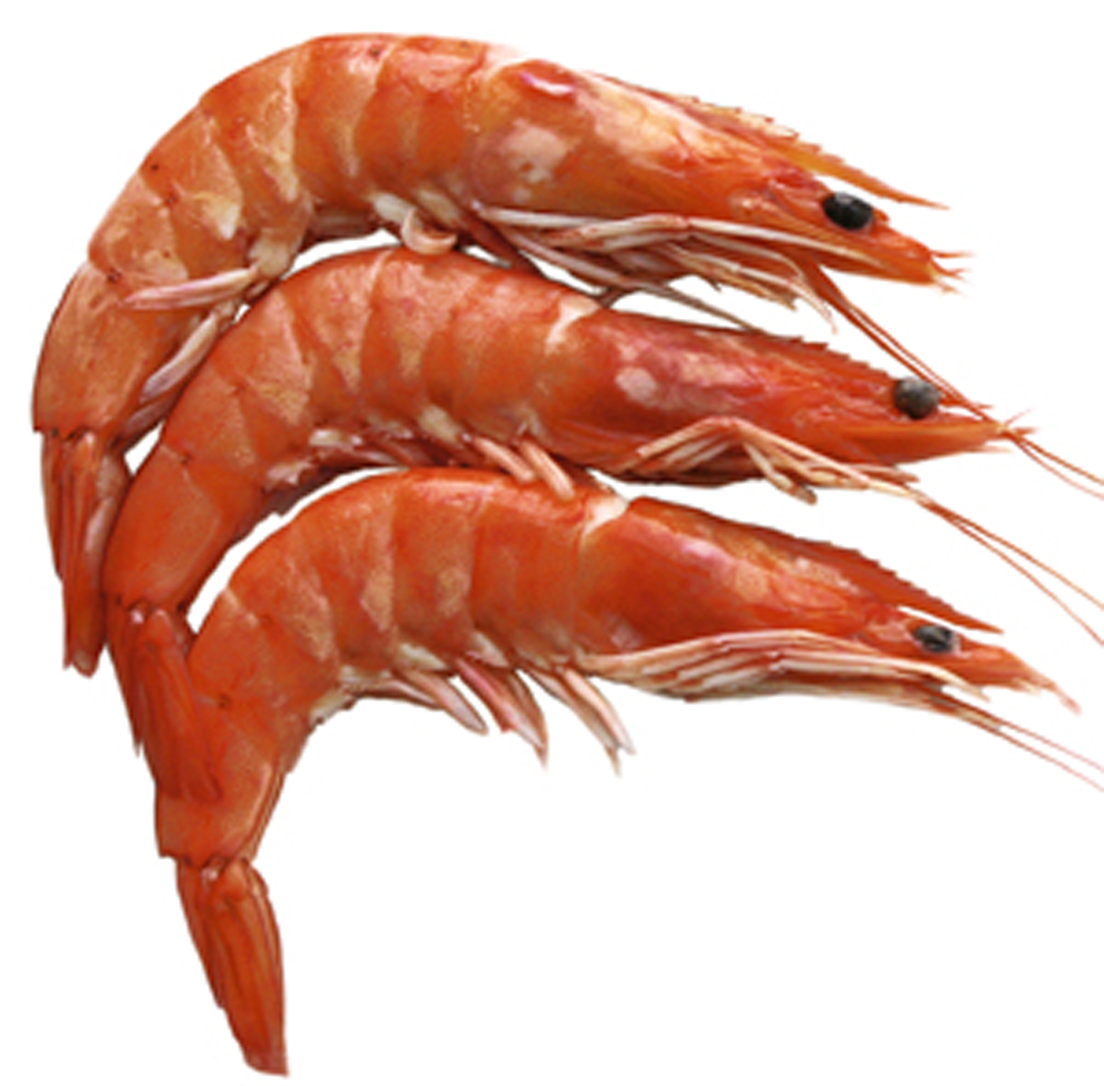 La crevette reste belle grâce aux ferments naturels | Espace des sciences