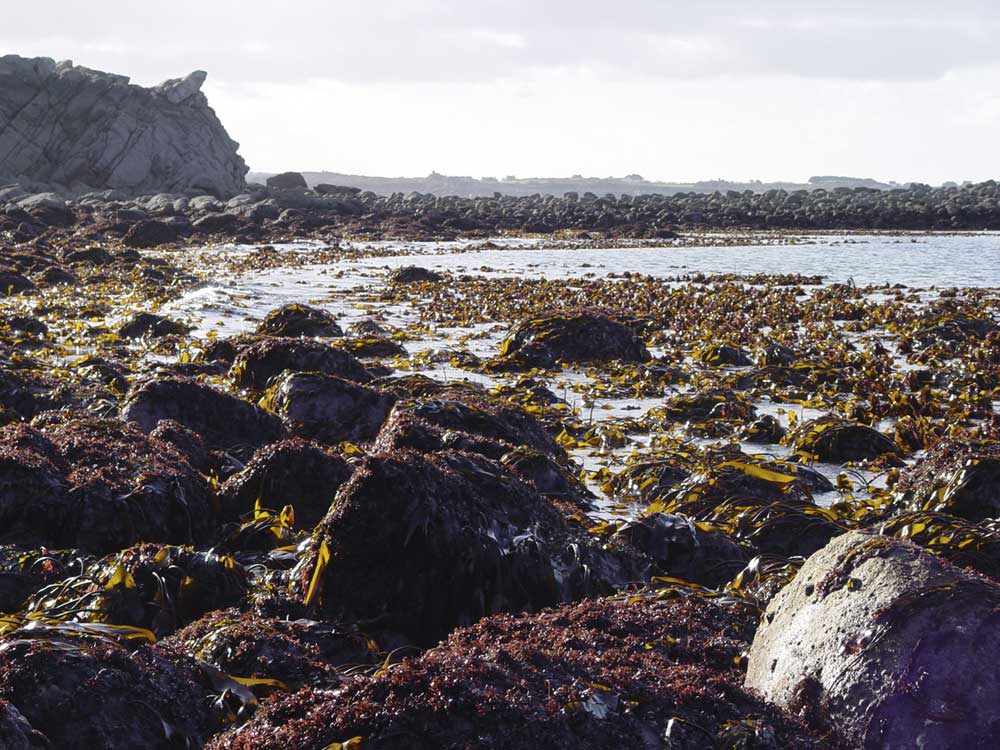 Ils ont trouvé d’où vient l’iode | Espace des sciences