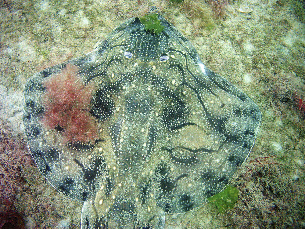 Les requins et raies d’Iroise sous observation | Espace des sciences