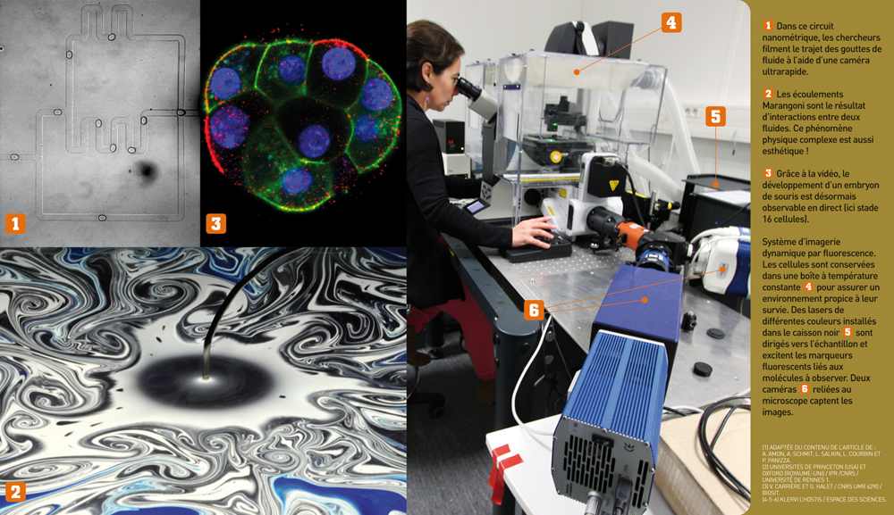 La vie des cellules face caméra | Espace des sciences