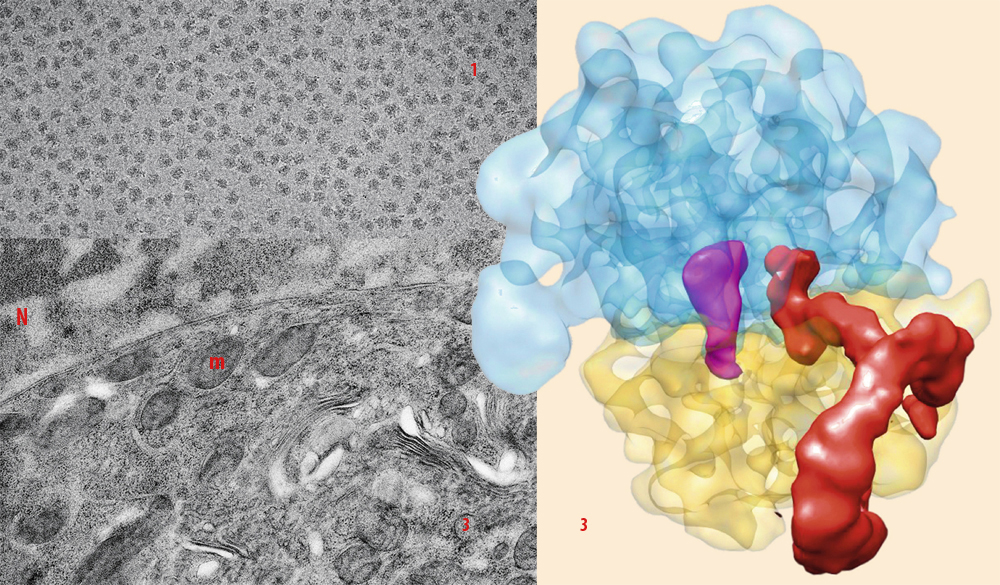 Le ribosome cartographié en 3D | Espace des sciences