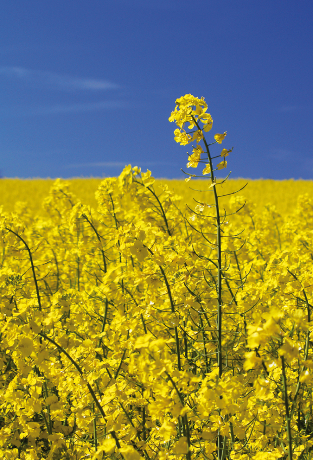 Goëmar passe sous contrôle japonais | Espace des sciences