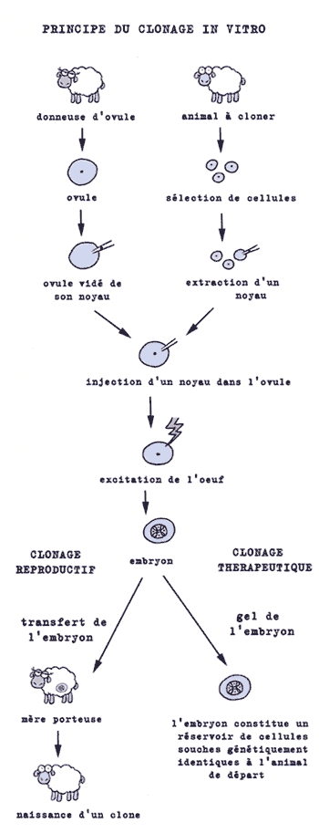 Le clonage | Espace des sciences