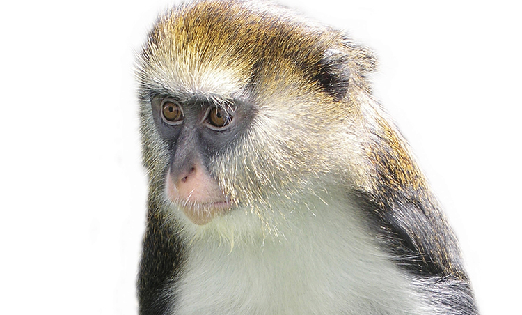 Le langage des singes | Espace des sciences