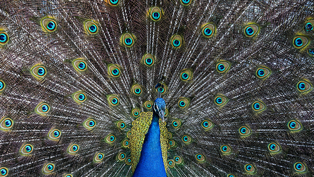 Une queue peut-elle servir à la reproduction ? | Espace des sciences