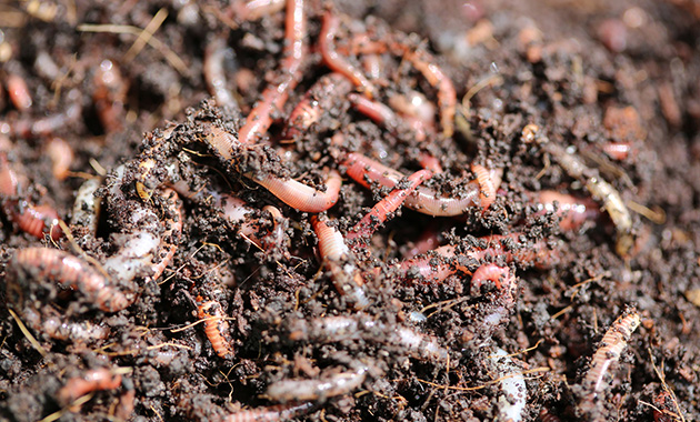 Des vers de terre et des hommes | Espace des sciences