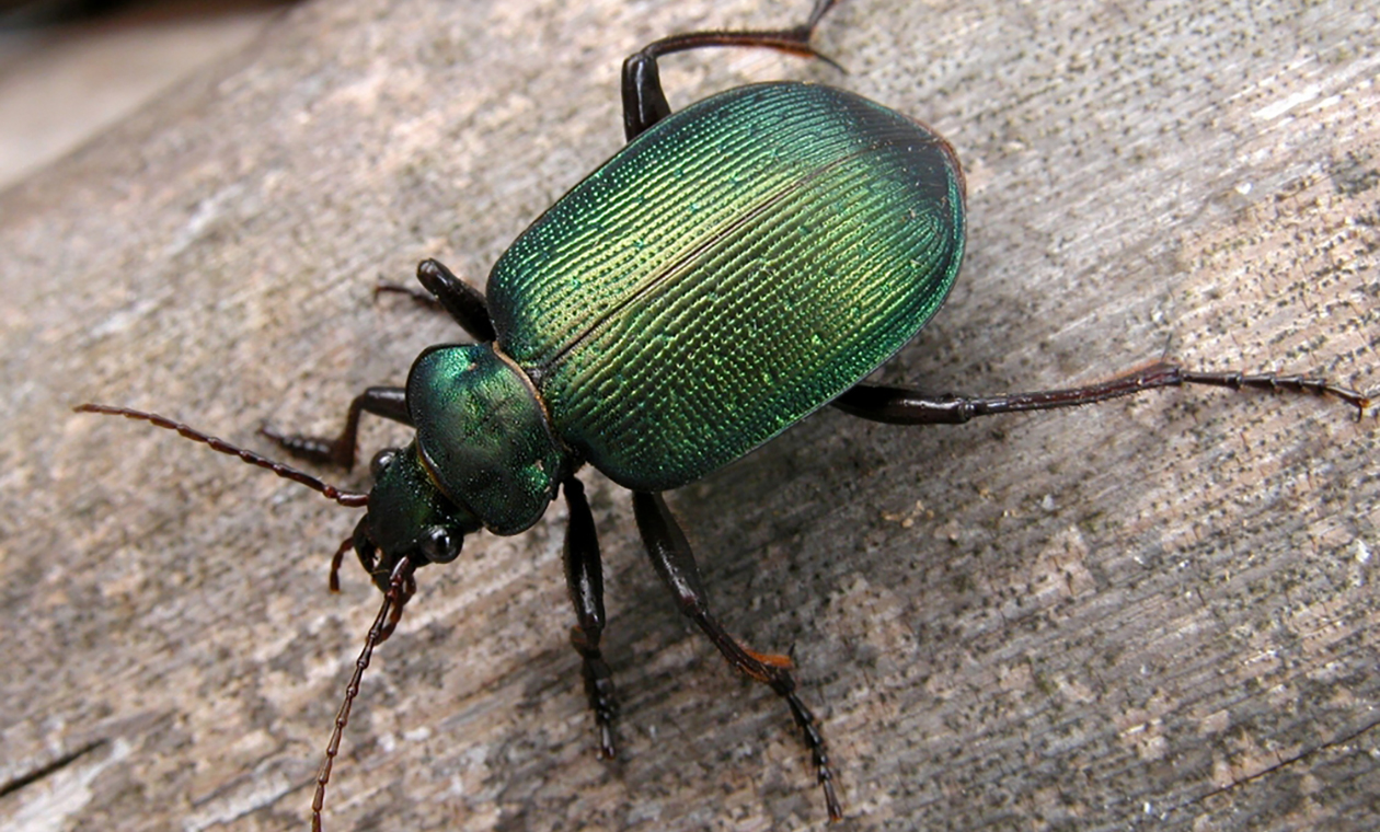 Le carabe, l’ami des jardiniers et des cultivateurs | Espace des sciences