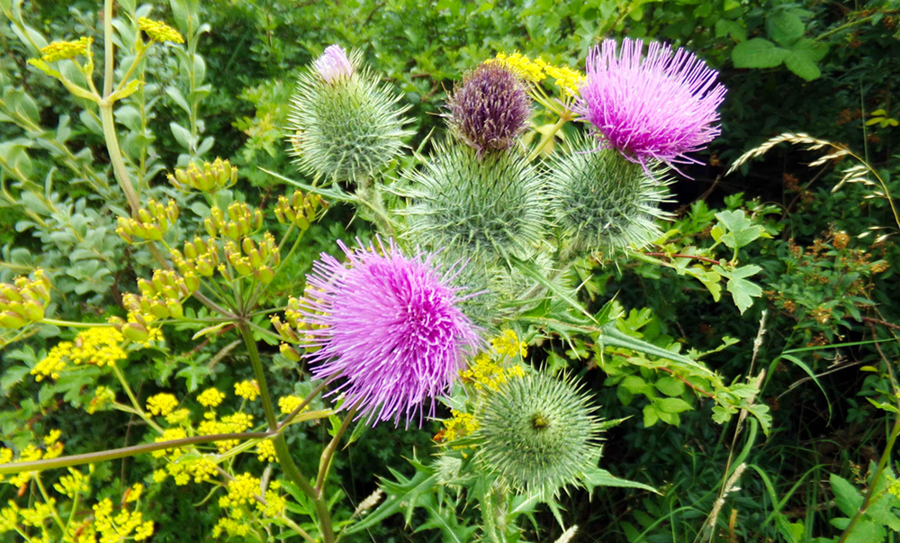 Quand les plantes inspirent l’innovation ! | Espace des sciences