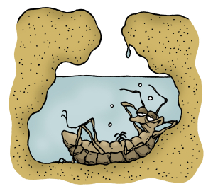 "Talitre", le petit nom de la puce de mer | Espace des sciences