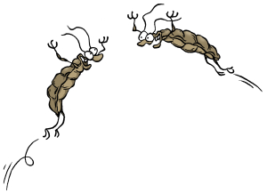 "Talitre", le petit nom de la puce de mer | Espace des sciences